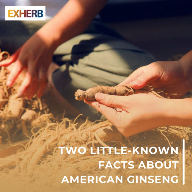 Two little-known facts about American Ginseng - Exherb