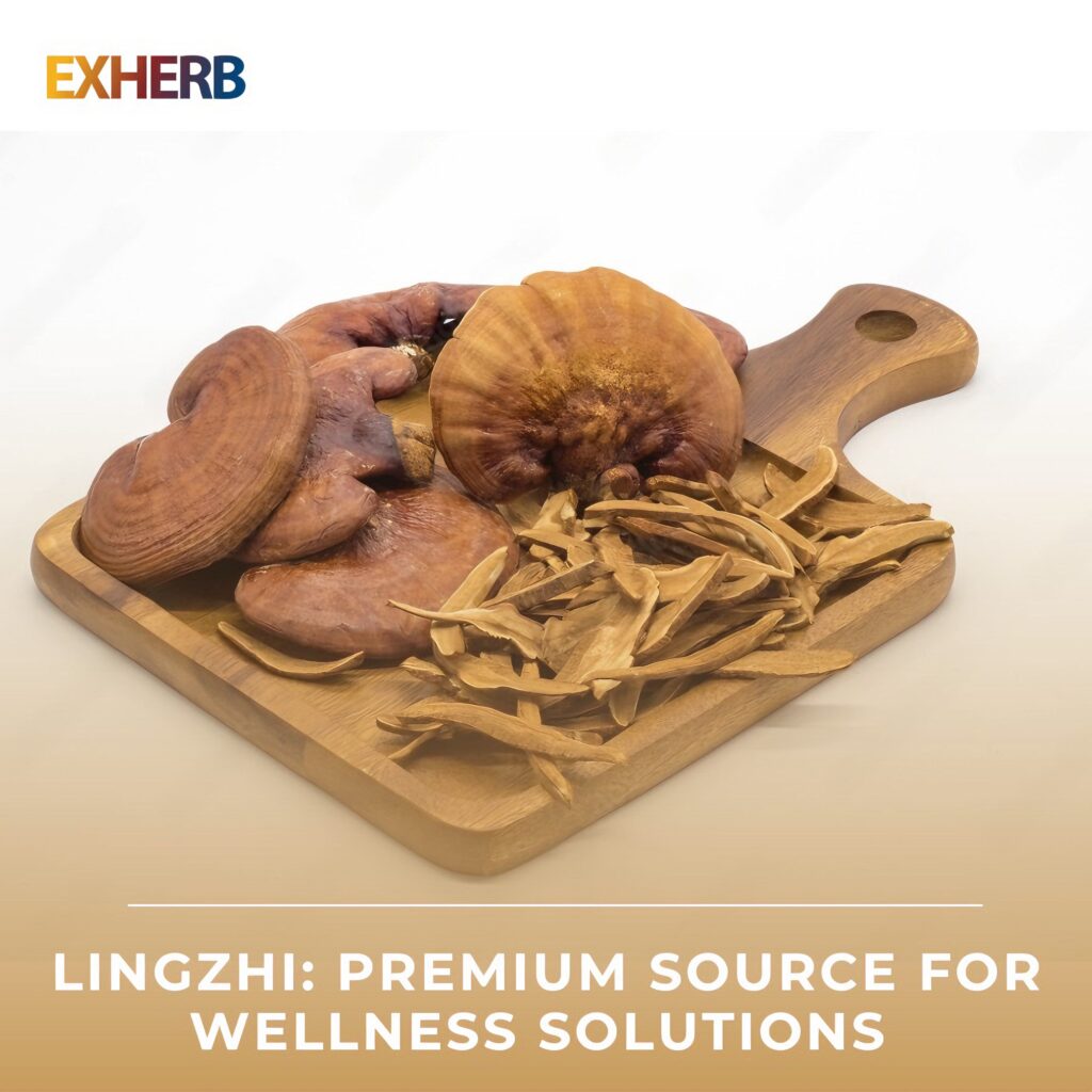 Lingzhi: Premium Source for Wellness Solutions - Exherb